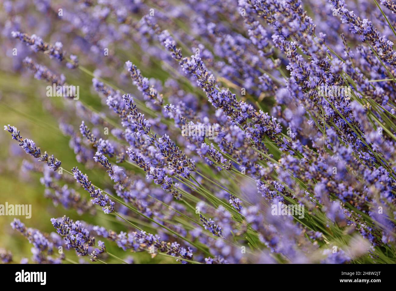 lavender bushes close up, Provence, Plateau Valensole. Beautiful image ...
