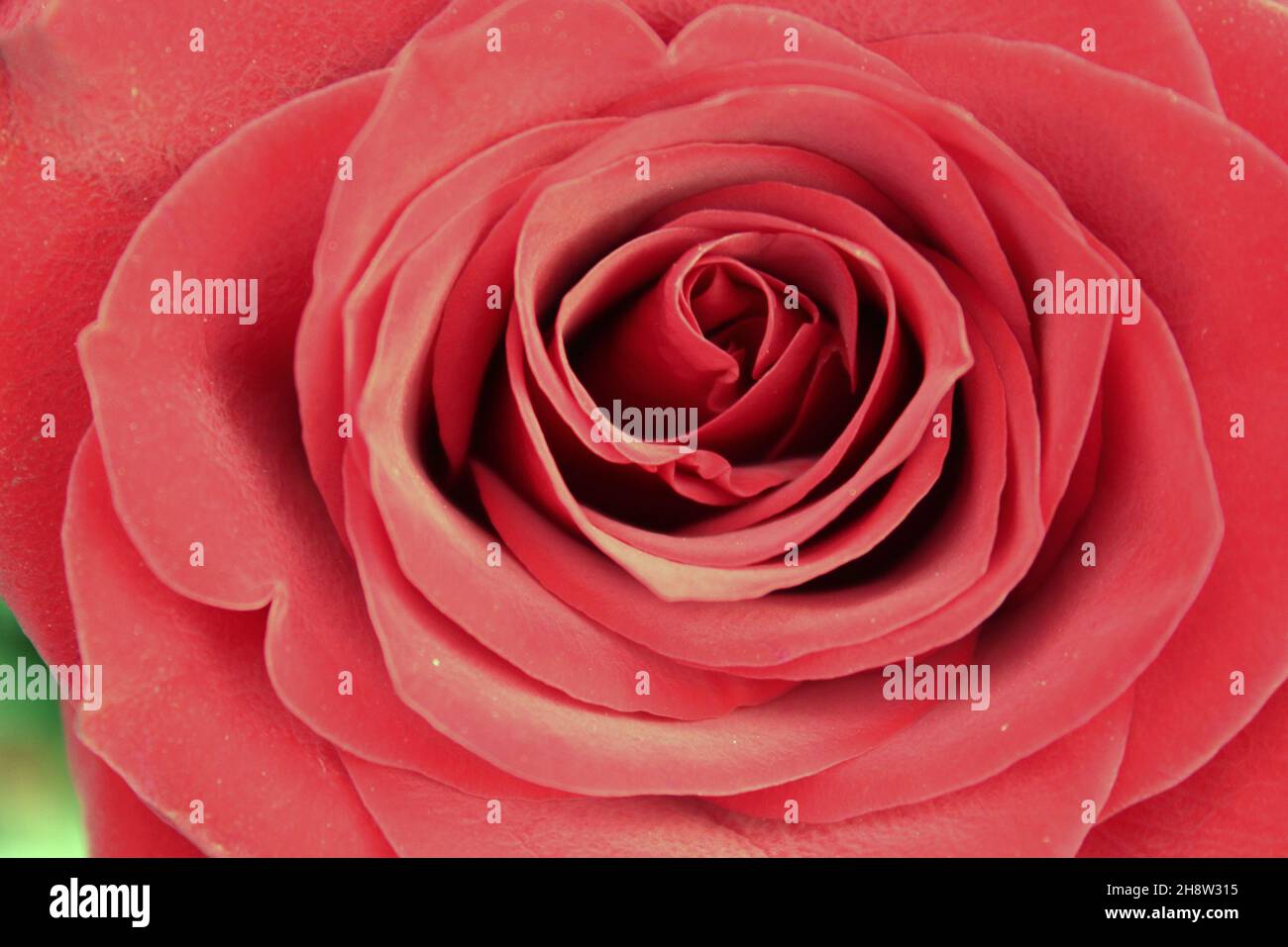 Beautiful fresh cheerful single red rose Stock Photo - Alamy