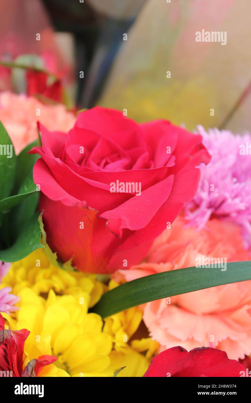 Beautiful bright red roses and flowers in full bloom Stock Photo - Alamy