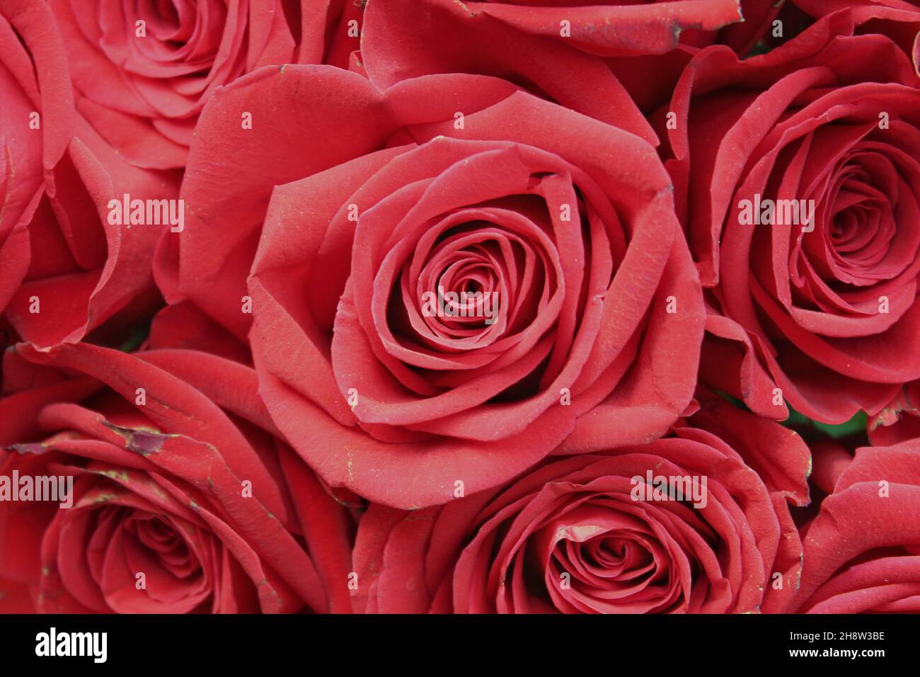 Beautiful bright red roses and flowers in full bloom Stock Photo - Alamy