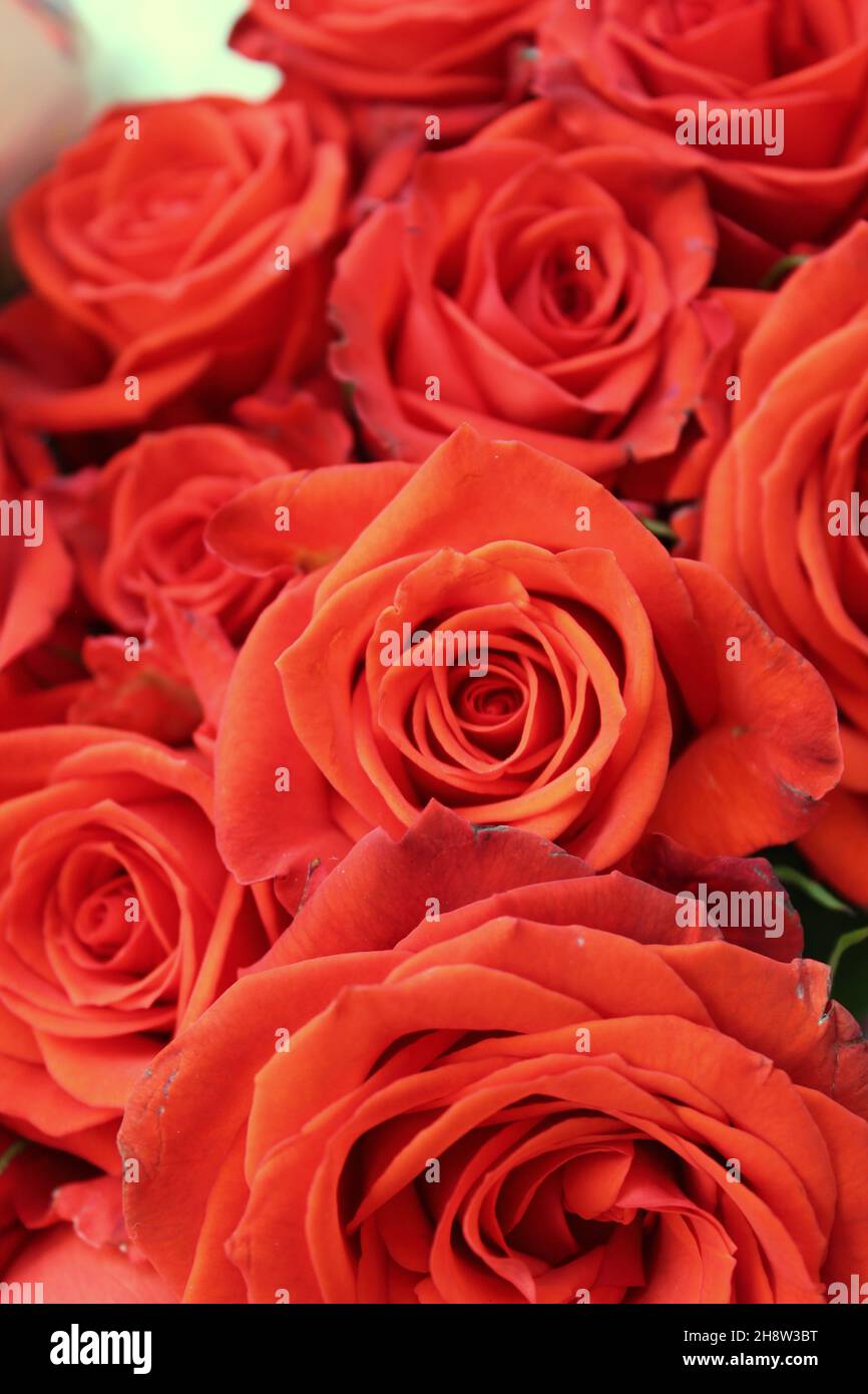 Beautiful colorful orange roses and flowers in full bloom Stock Photo ...
