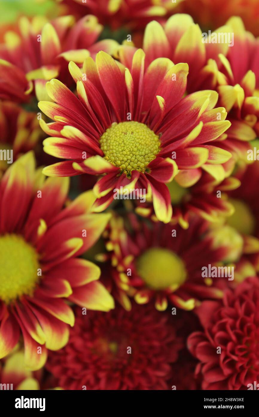 Beautiful bouquet of fresh cheerful red and yellow daisy flowers Stock ...