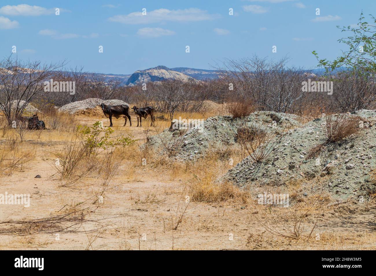 Cattle on a farm in brazil hi-res stock photography and images - Alamy