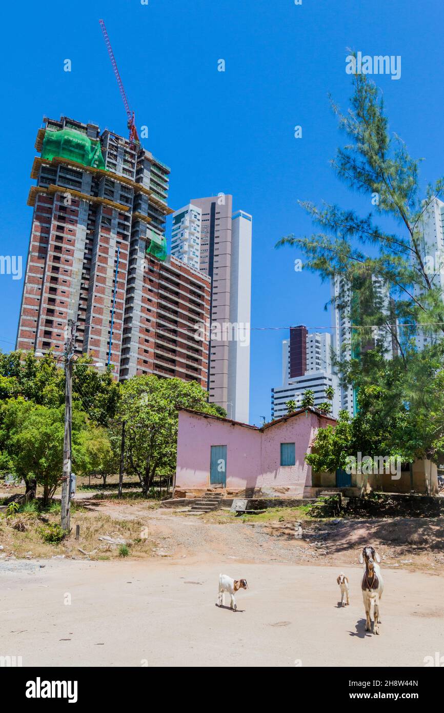 High rise building under construction and a goat herd in Joao Pessoa ...