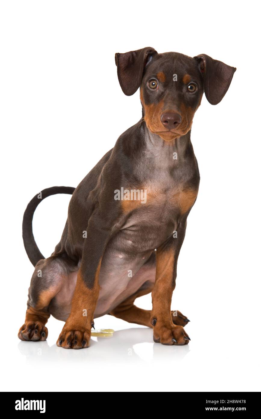 Pinscher puppy sitting isolated on white Stock Photo - Alamy