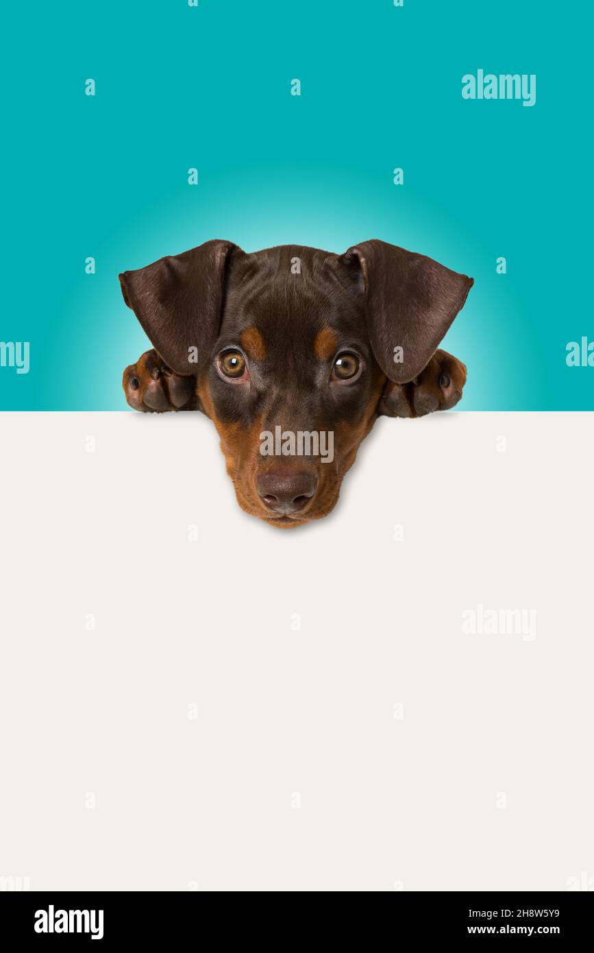 Puppy looking over a wall Stock Photo - Alamy