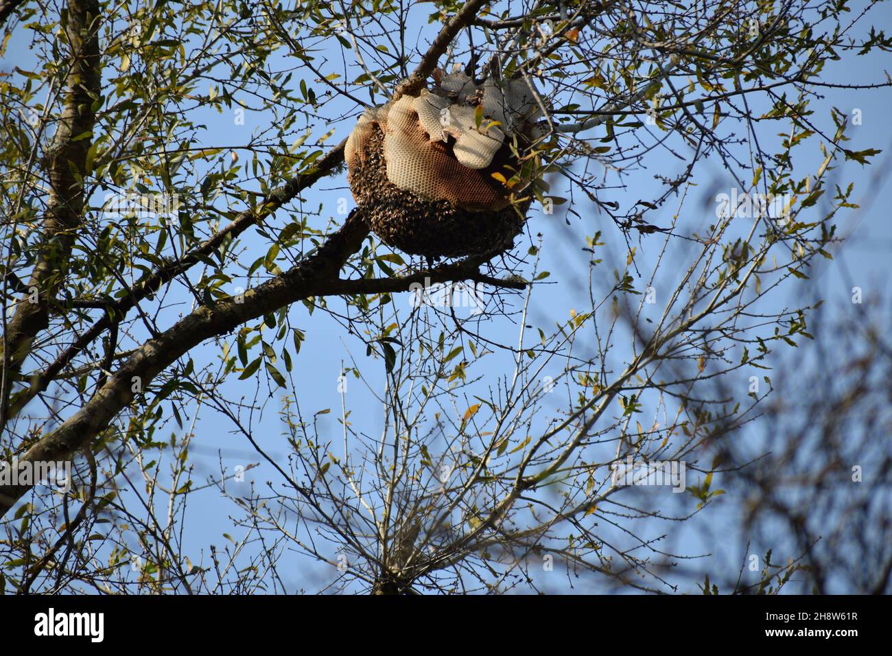 Bees cover the bottom of a massive bee hive in a tree Stock Photo - Alamy