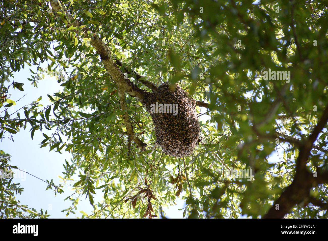 Thousands of honey bees swarm a massive bee hive in a tree Stock Photo ...