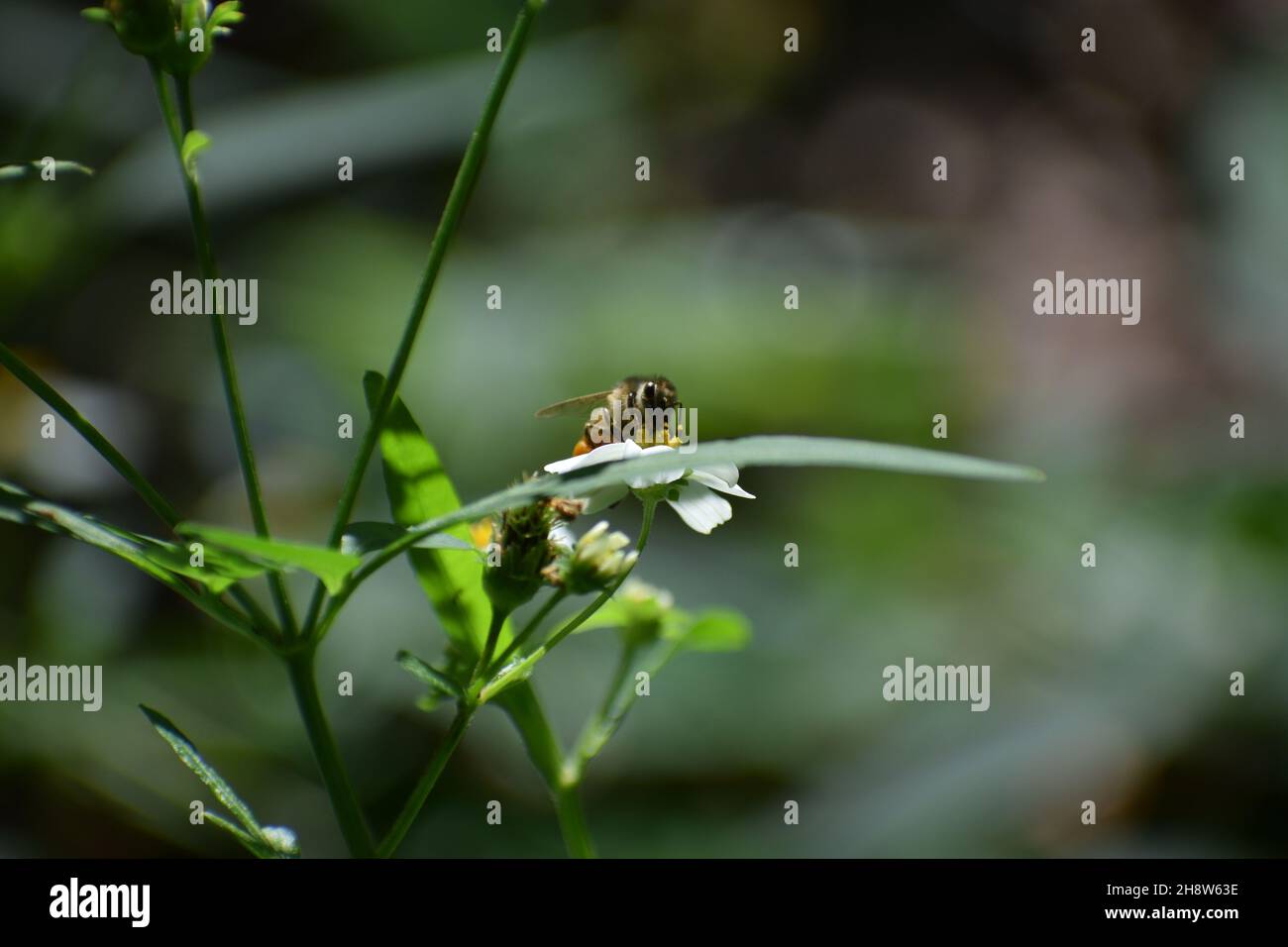 Florida honey bee hi-res stock photography and images - Alamy