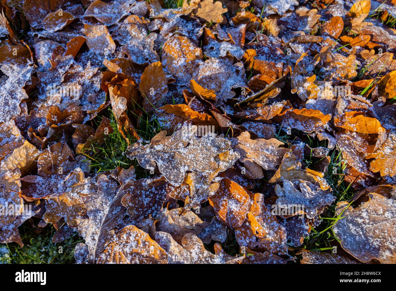 A scattering of brown fallen oak (Quercus robur) leaves with small ice ...