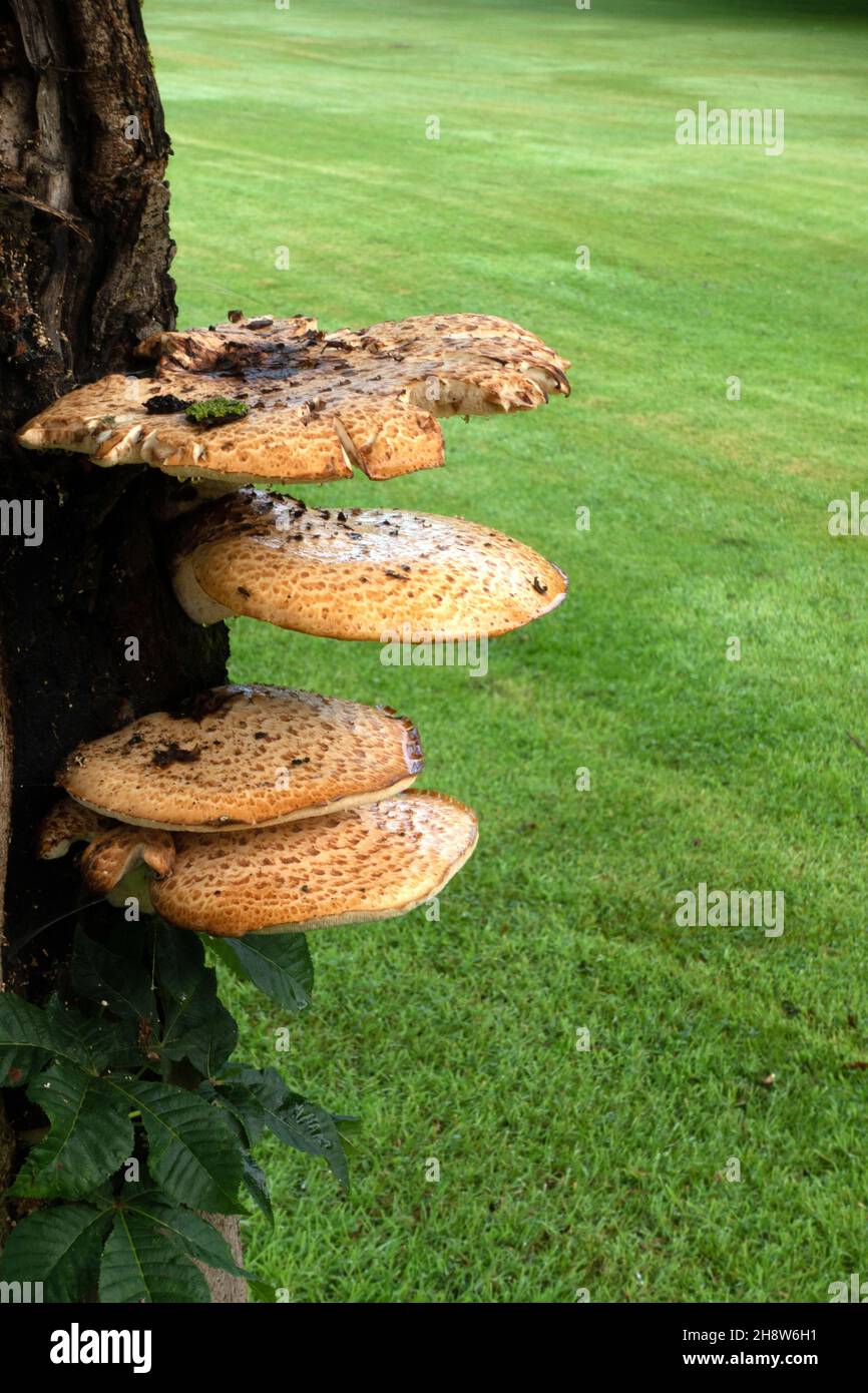 Yellow Mushrooms Growing on the side of a tree Stock Photo - Alamy