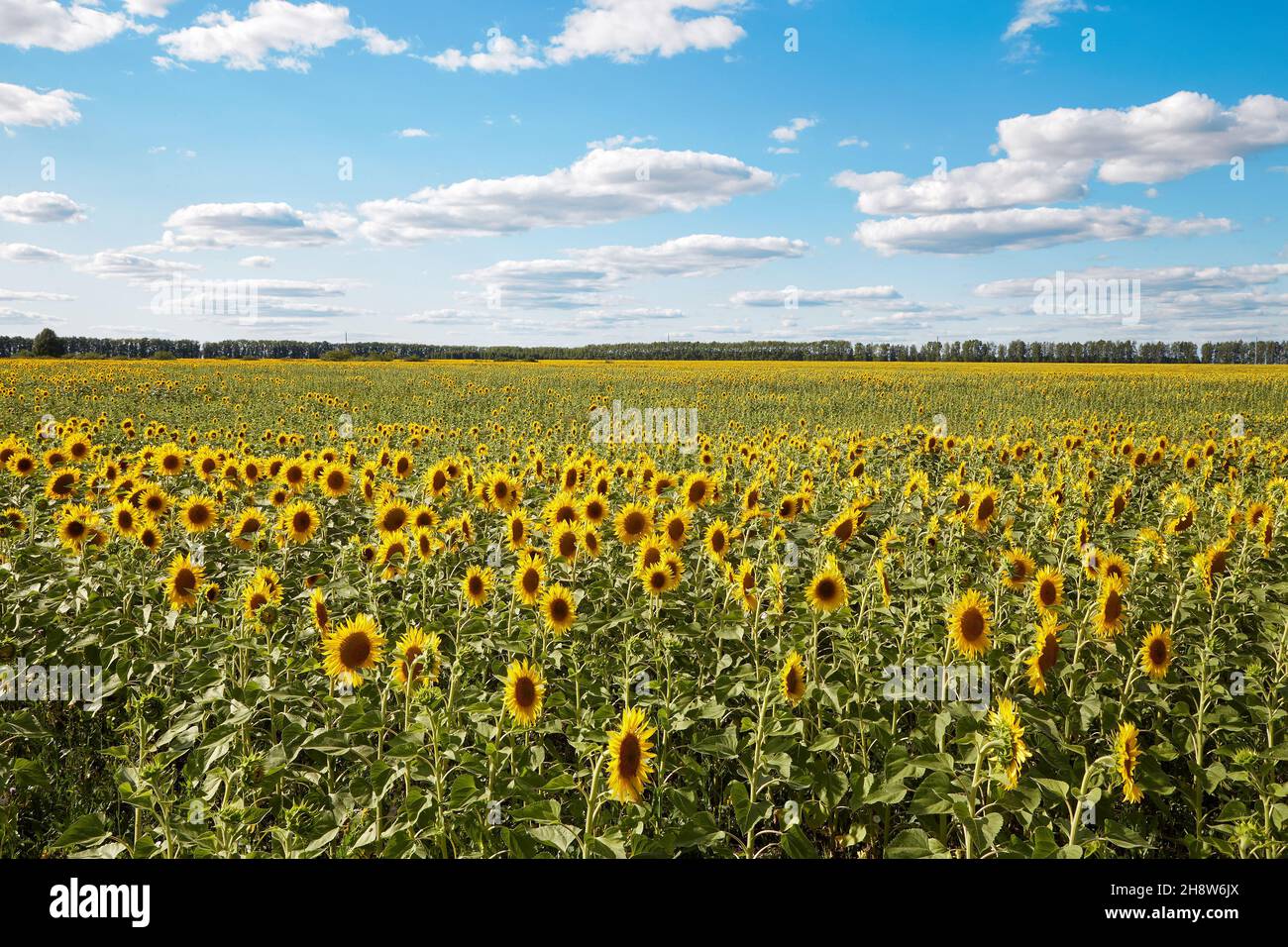 Yellow sunflowers growing in farm field near lush green trees of ...