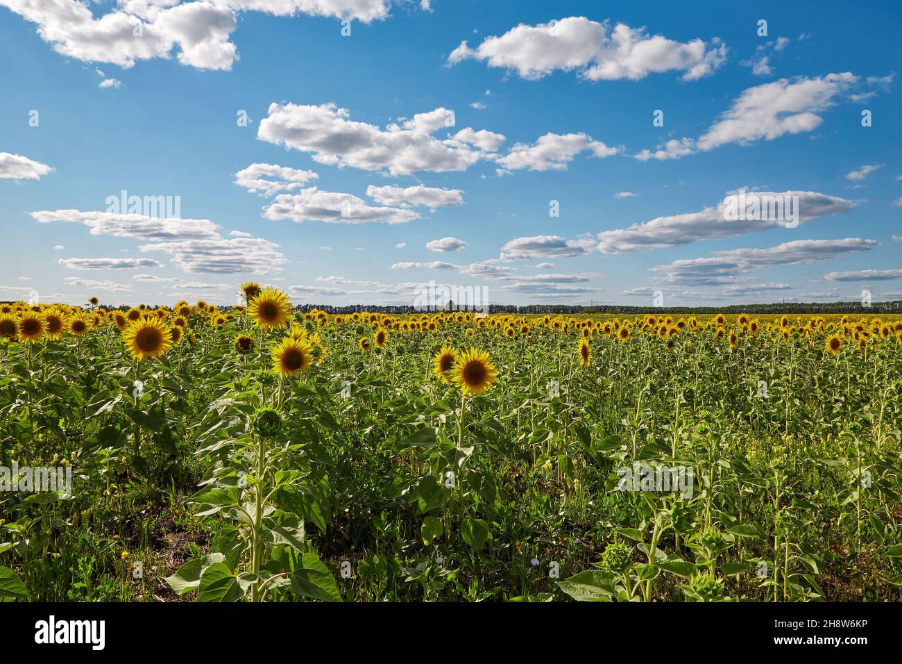 Field of yellow sunflowers hi-res stock photography and images - Alamy