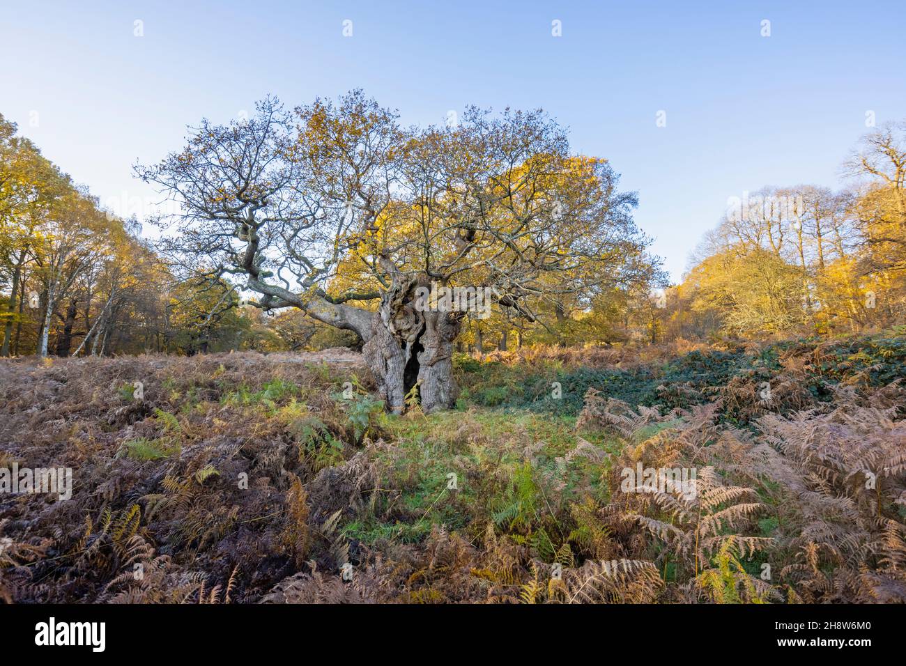 Gnarled oak tree hi-res stock photography and images - Alamy