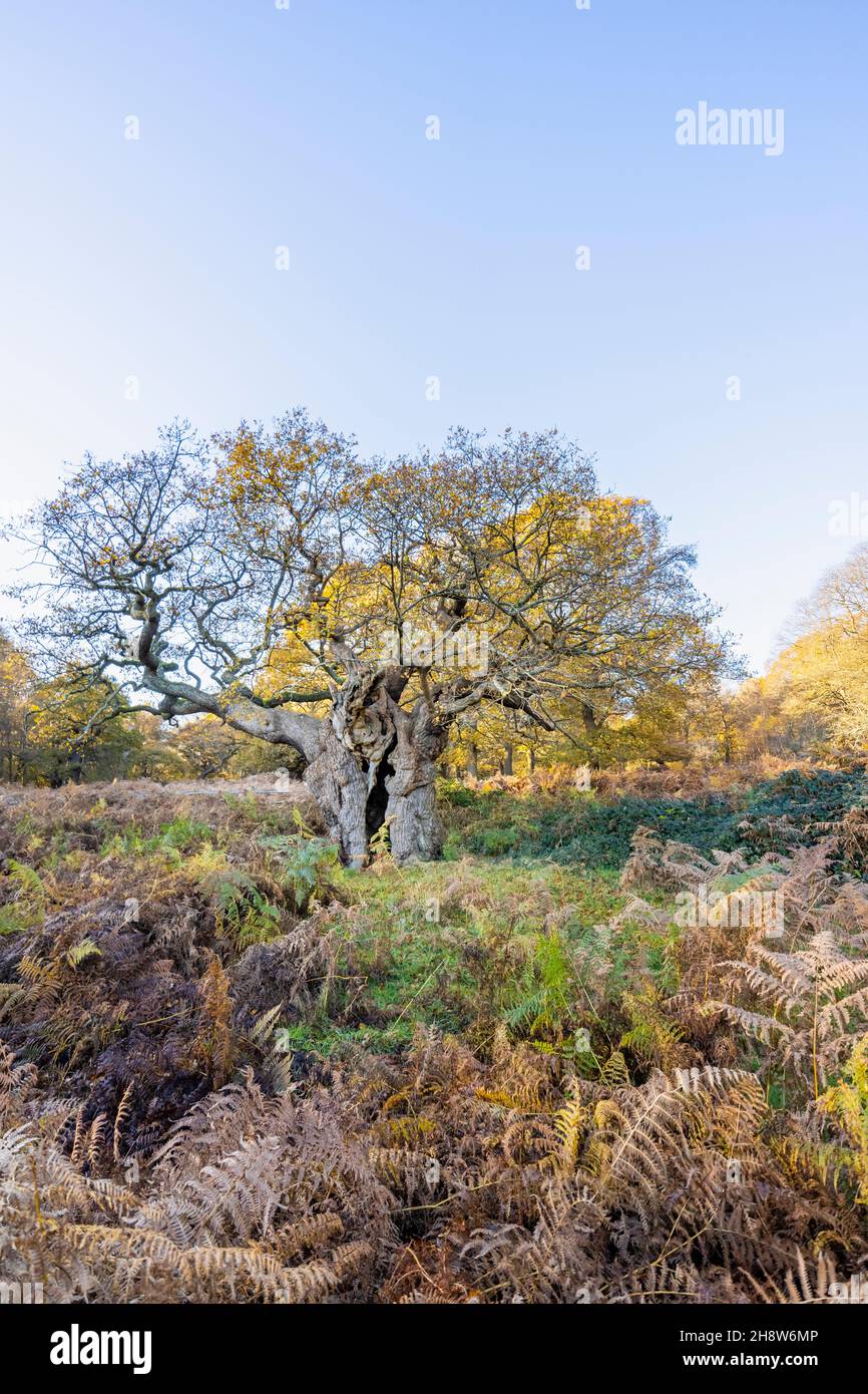 Richmond royal oak, london hi-res stock photography and images - Alamy