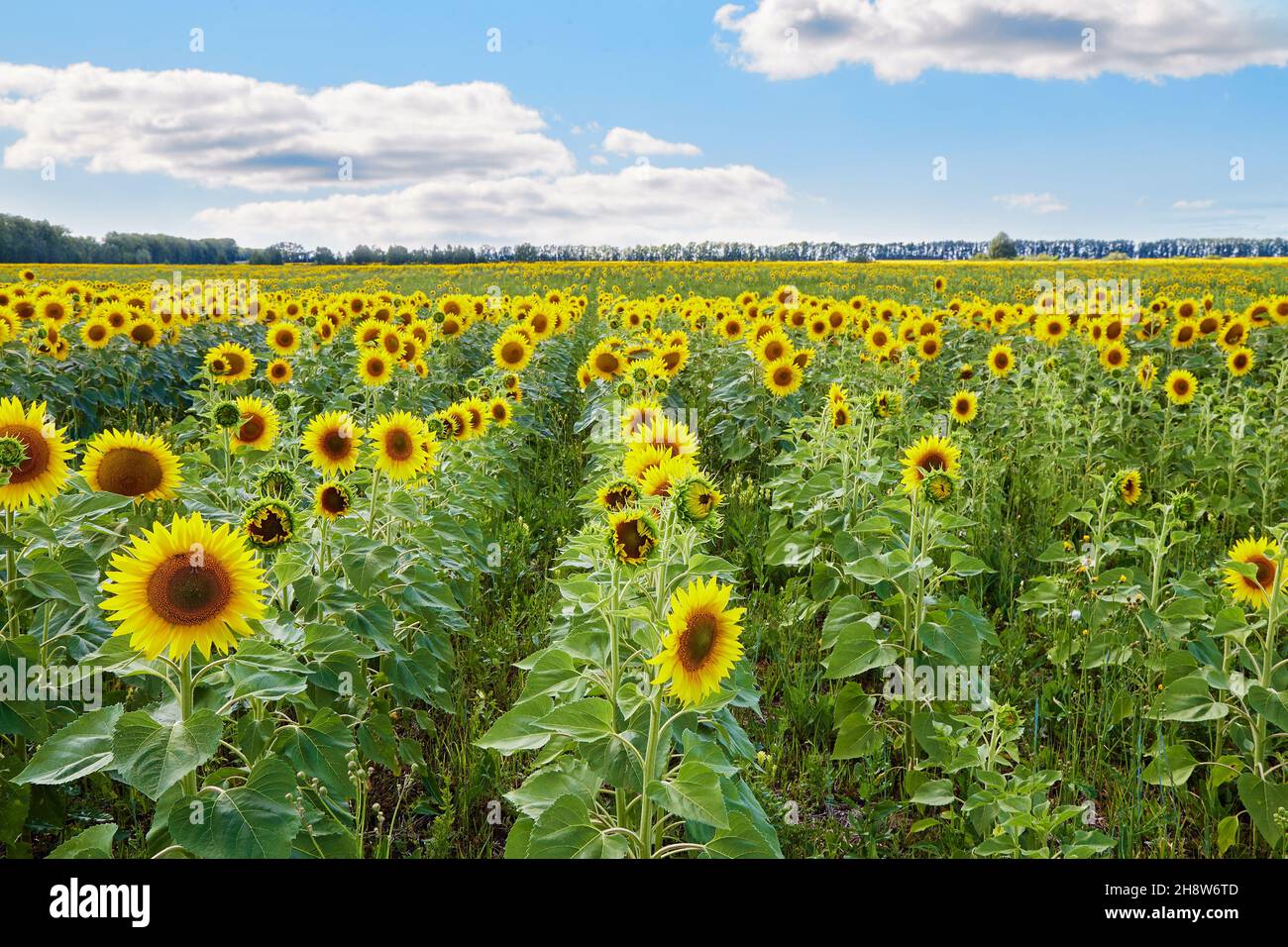 Vast field with yellow sunflowers located against blue sky with white ...