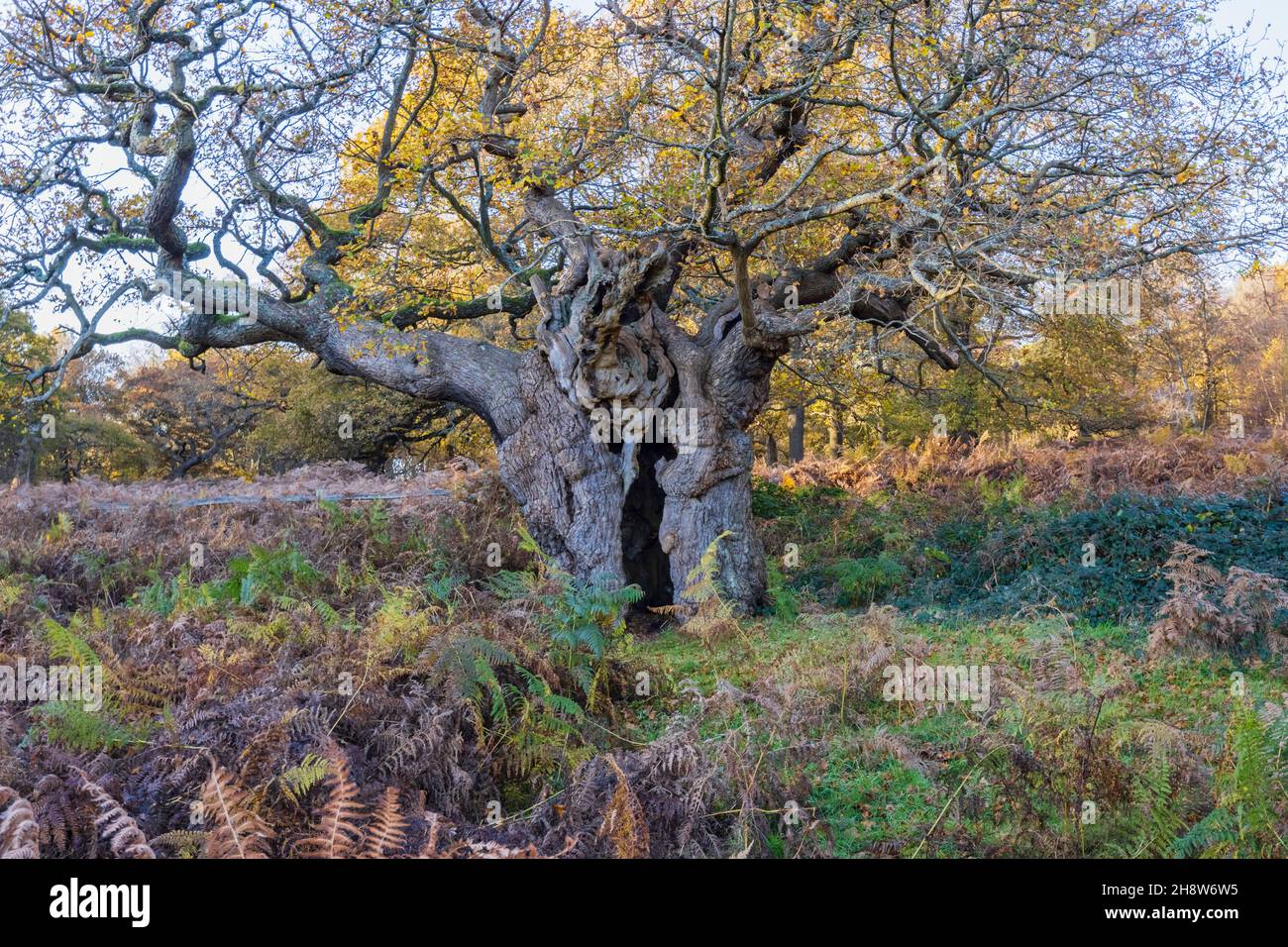 View of an ancient, gnarled oak tree (Quercus robur) with a split trunk ...