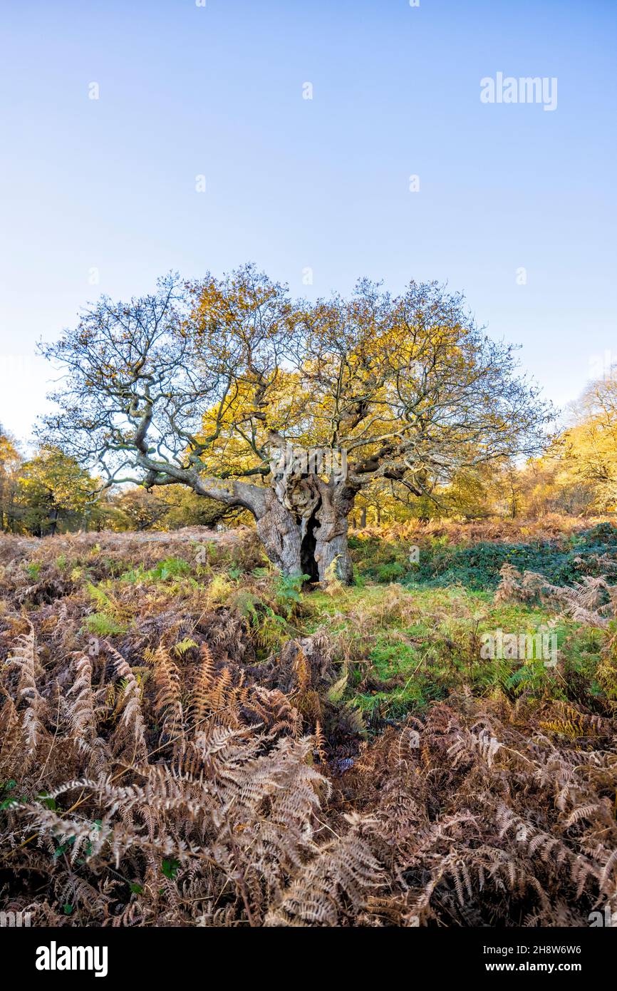 Gnarled oak tree hi-res stock photography and images - Alamy