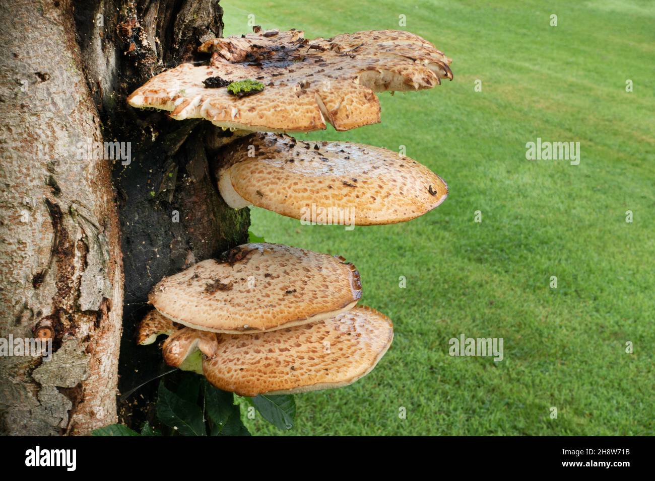 Mushrooms on the ground outside hi-res stock photography and images - Alamy