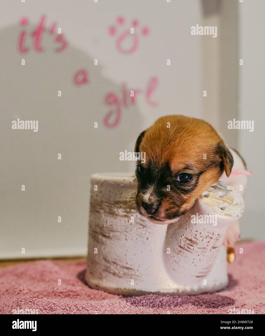 Cute Little Puppies In Cup