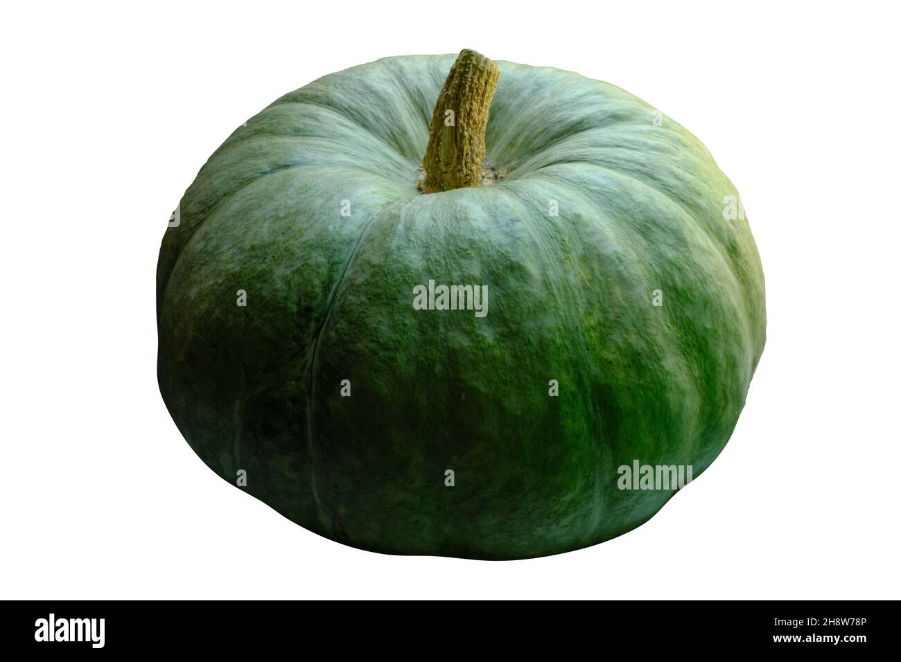 green pumpkin isolated on a white background. High quality photo Stock ...
