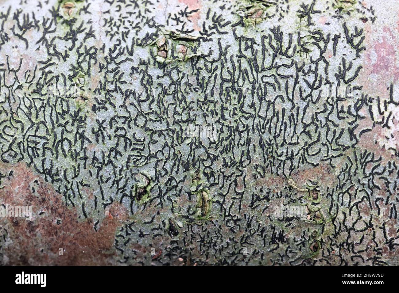 Graphis scripta hi-res stock photography and images - Alamy