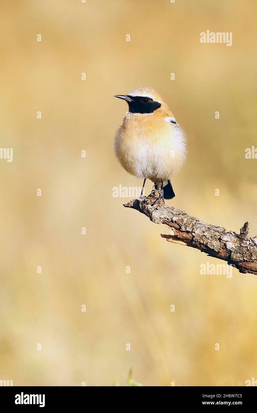 Oenanthe hispanica - La collalba rubia, es una especie de ave ...
