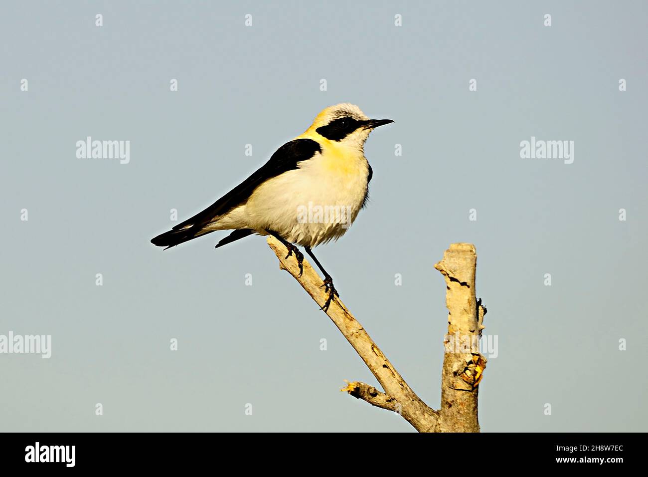 Oenanthe hispanica - La collalba rubia, es una especie de ave ...