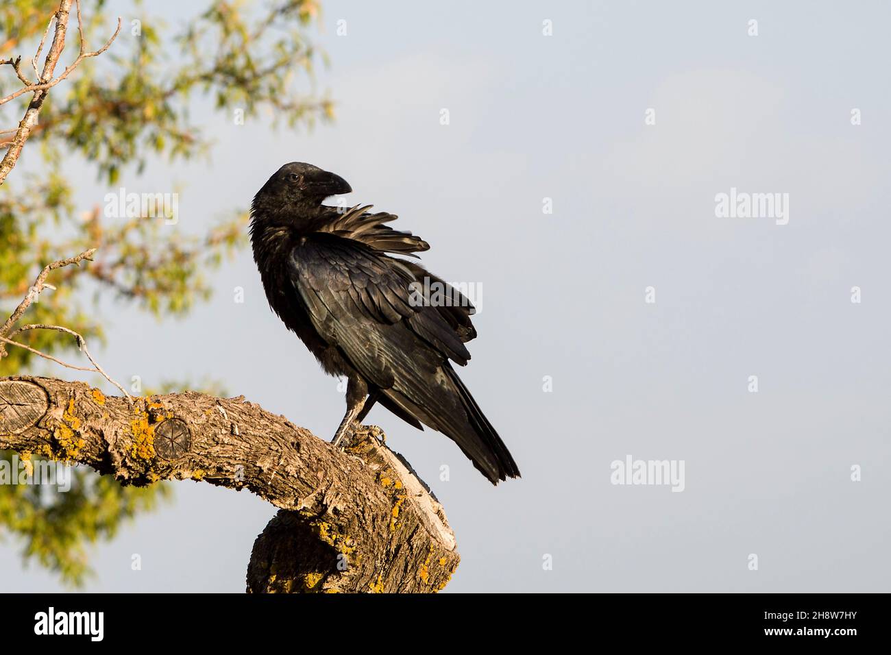 Corvus corax - The large crow, is a species of passerine bird in the ...