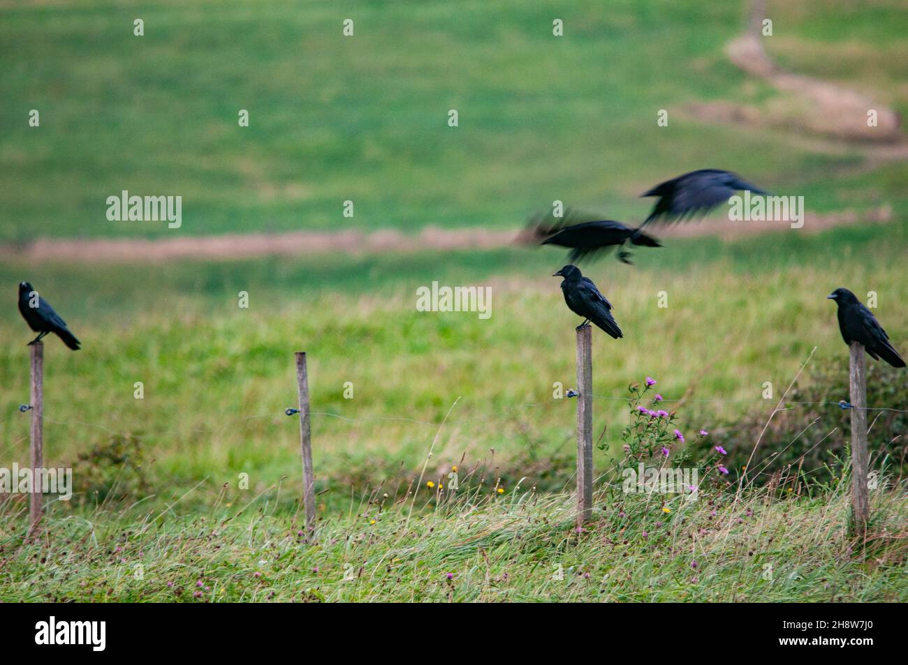 Corvus corax - The large crow, is a species of passerine bird in the ...