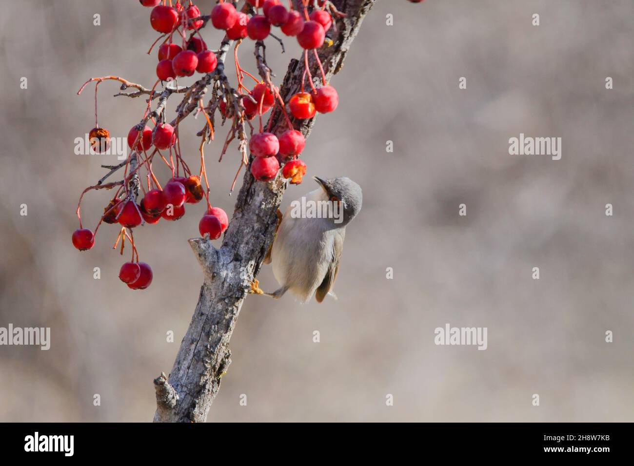 Sylvia melanocephala - The black-headed warbler is a species of ...