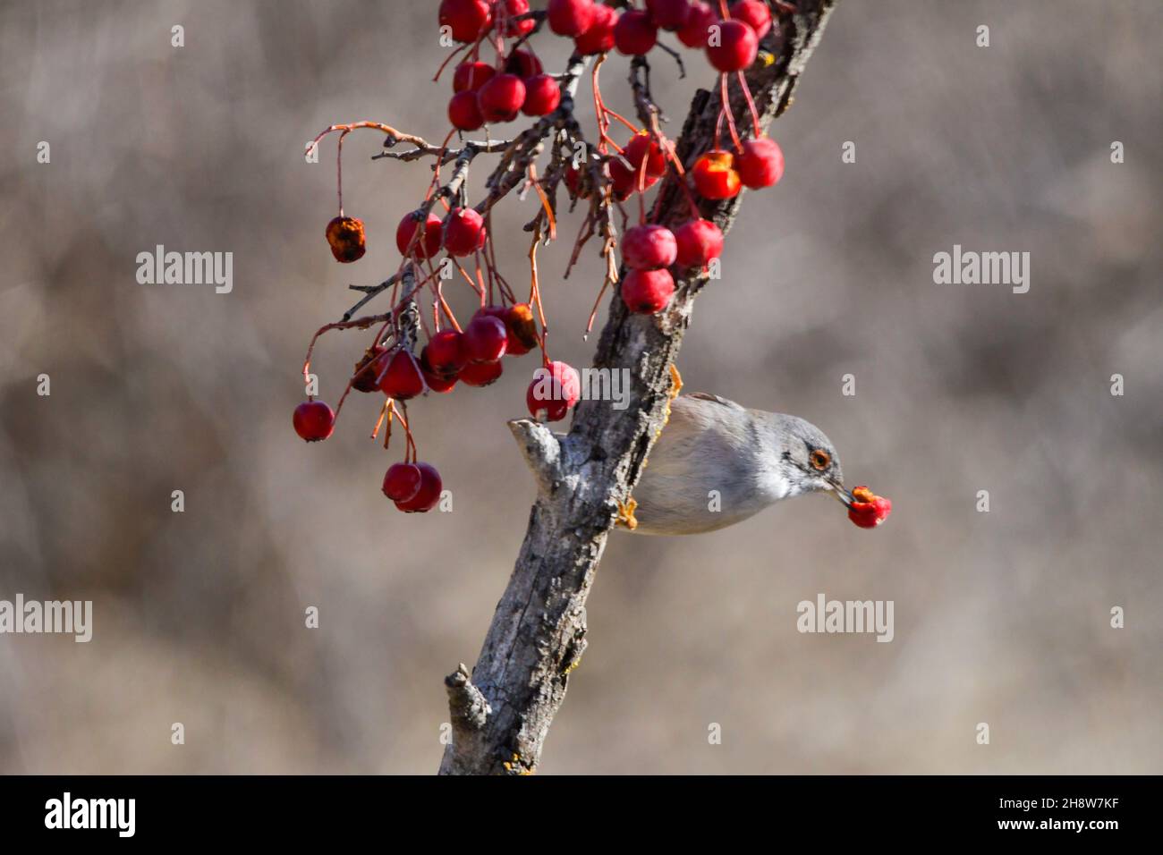 Sylvia melanocephala - The black-headed warbler is a species of ...
