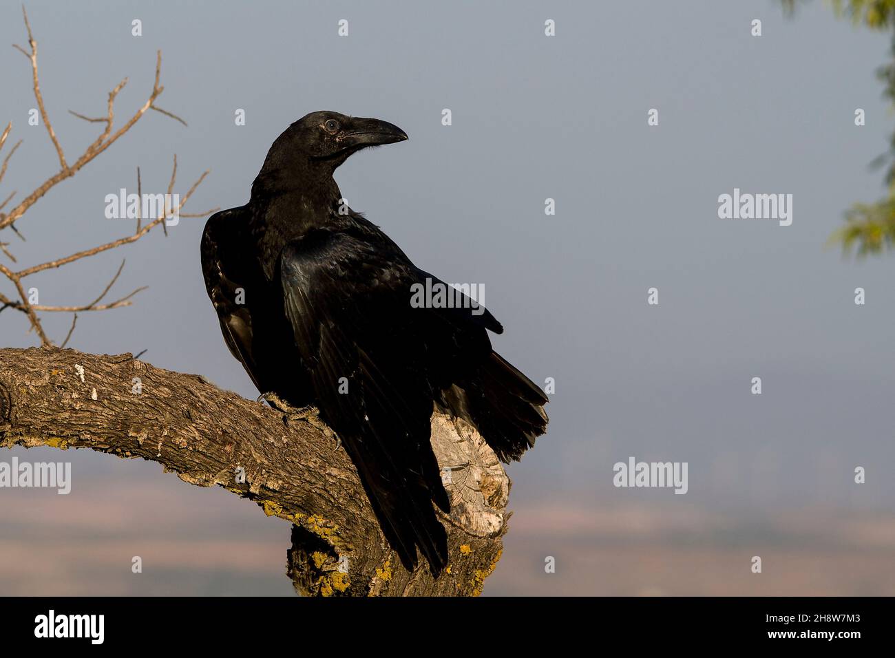 Corvus corax - The large crow, is a species of passerine bird in the ...