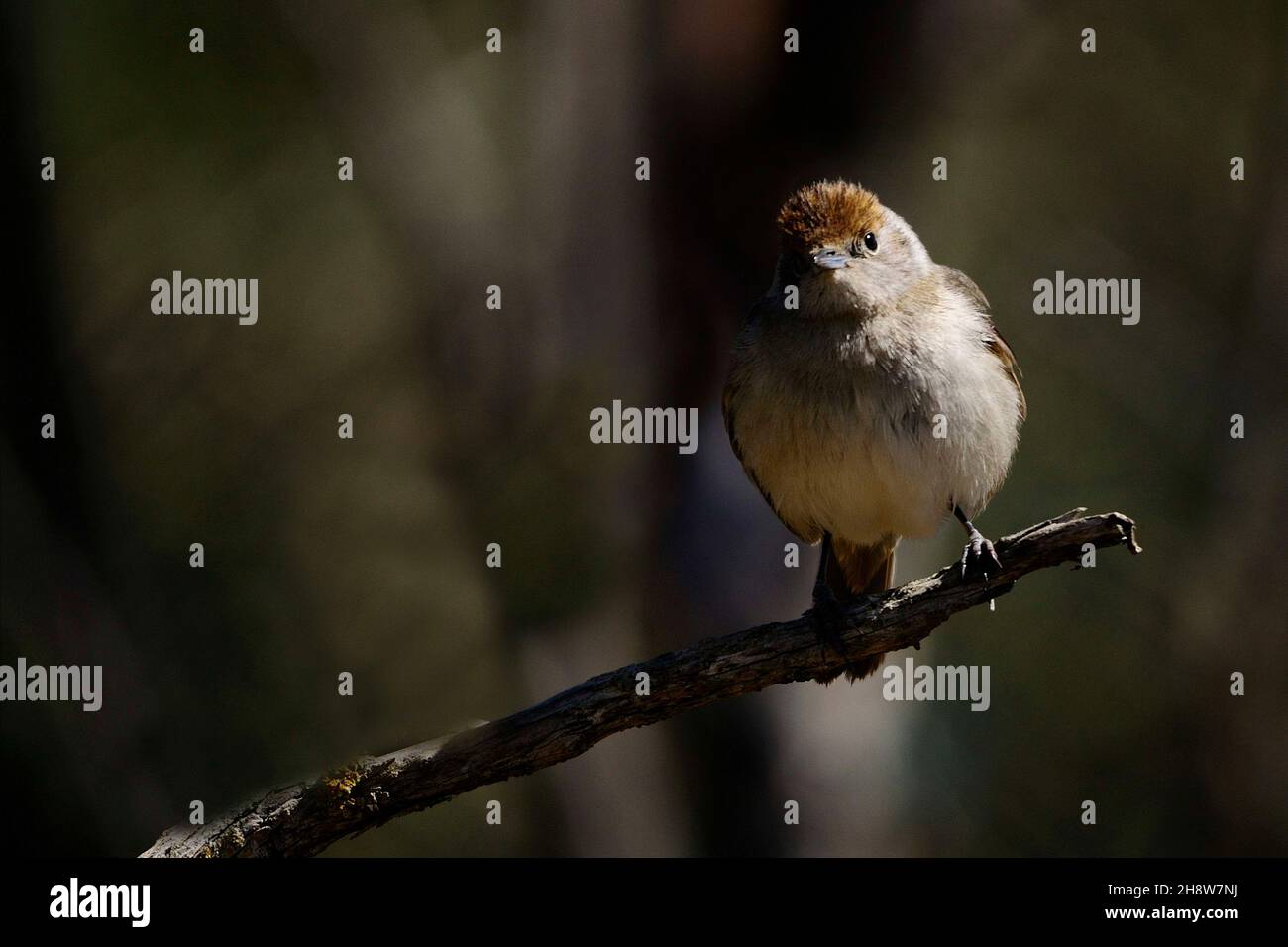 Sylvia melanocephala - The black-headed warbler is a species of ...