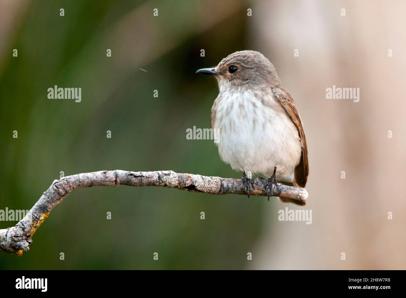 Sylvia melanocephala - The black-headed warbler is a species of ...