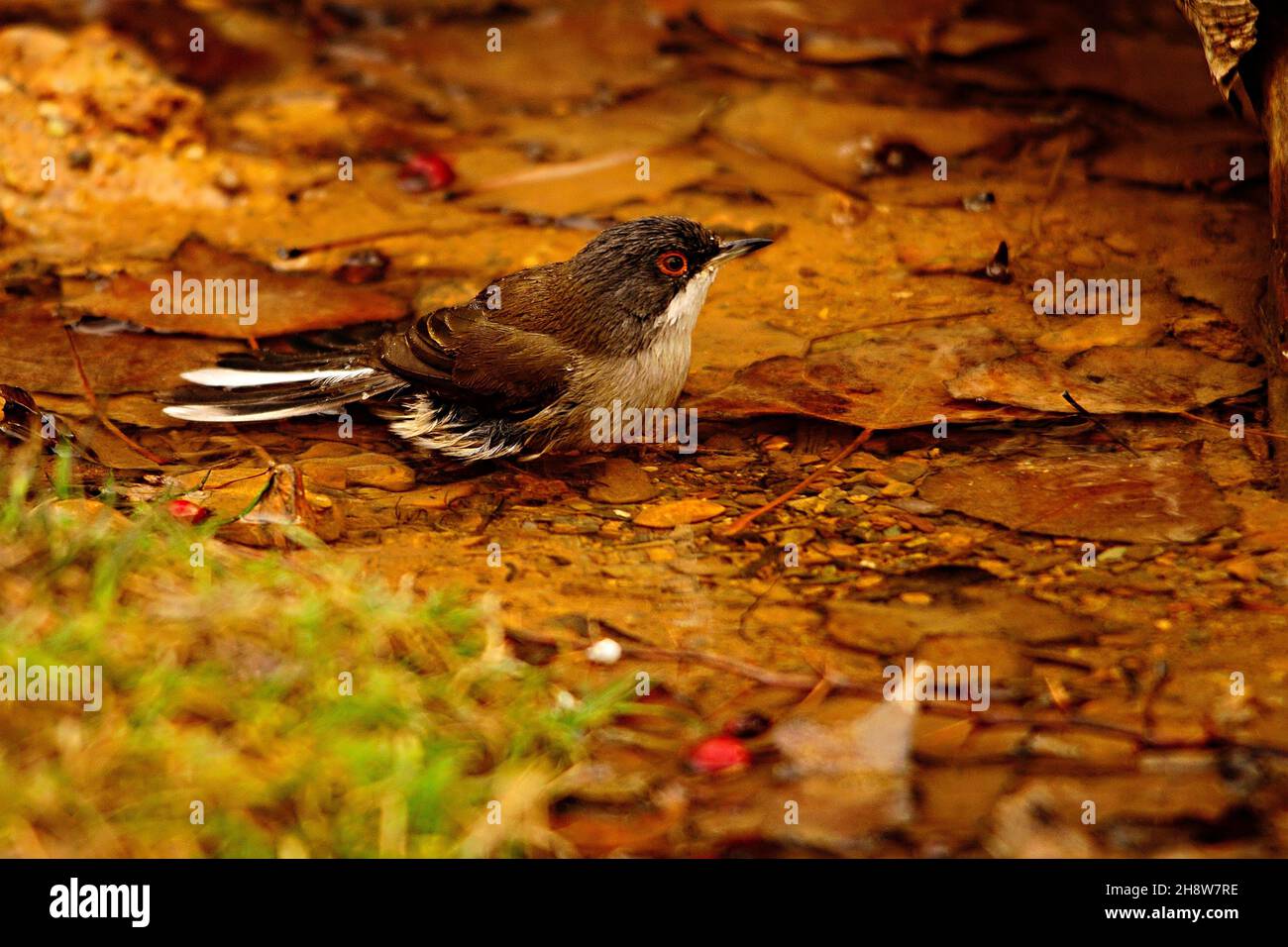 Sylvia melanocephala - The black-headed warbler is a species of ...