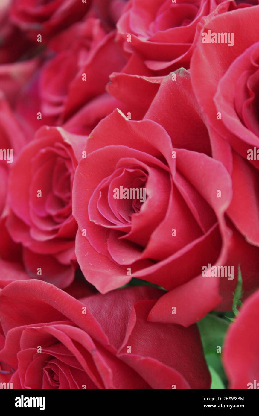 Beautiful bright red roses and flowers in full bloom Stock Photo - Alamy