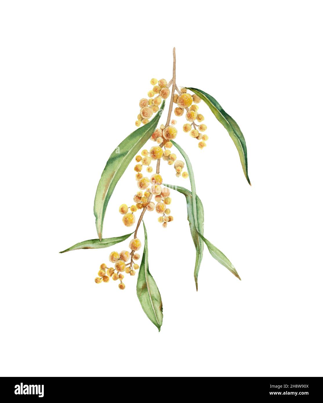 Australian wattle drawing hi-res stock photography and images - Alamy