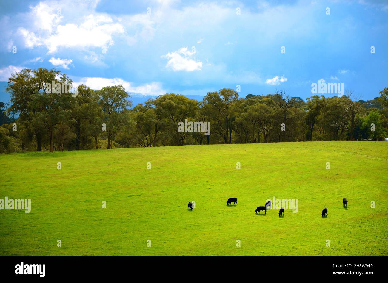 A field with Cattle Stock Photo - Alamy