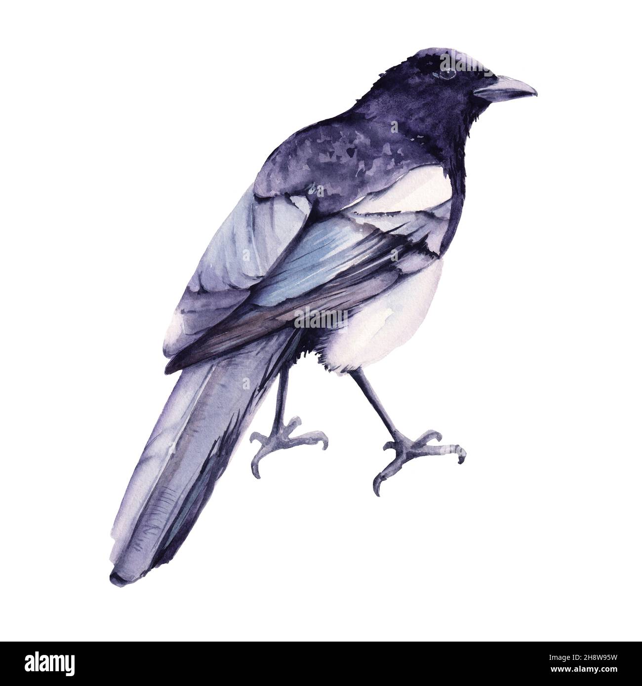 Magpie. isolated on white background Stock Photo - Alamy