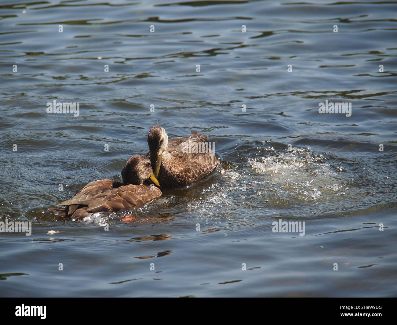 Mallard ducks in the Frog Pond Park in Halifax, Nova Scotia, Canada ...