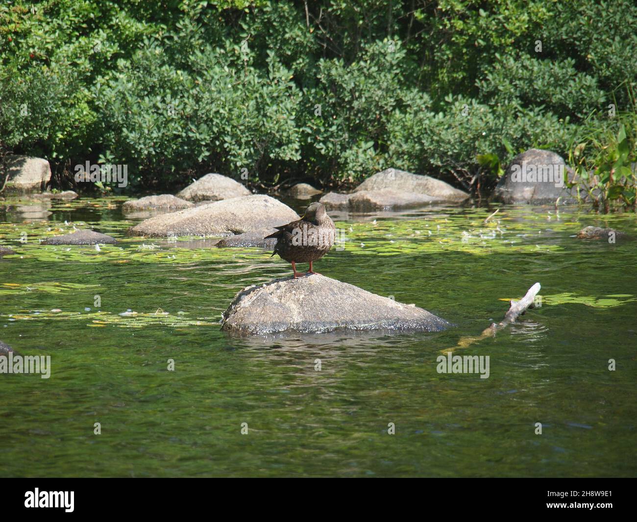 Female mallard duck perched on a stone in the Frog Pond Park in Halifax ...