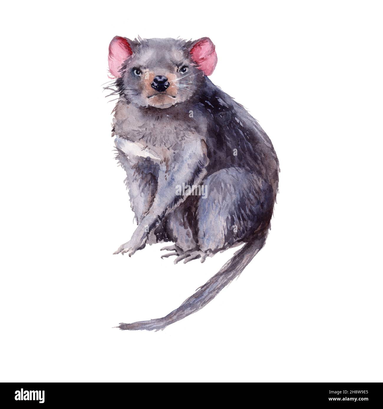 Australian animal. isolated on white background Stock Photo - Alamy