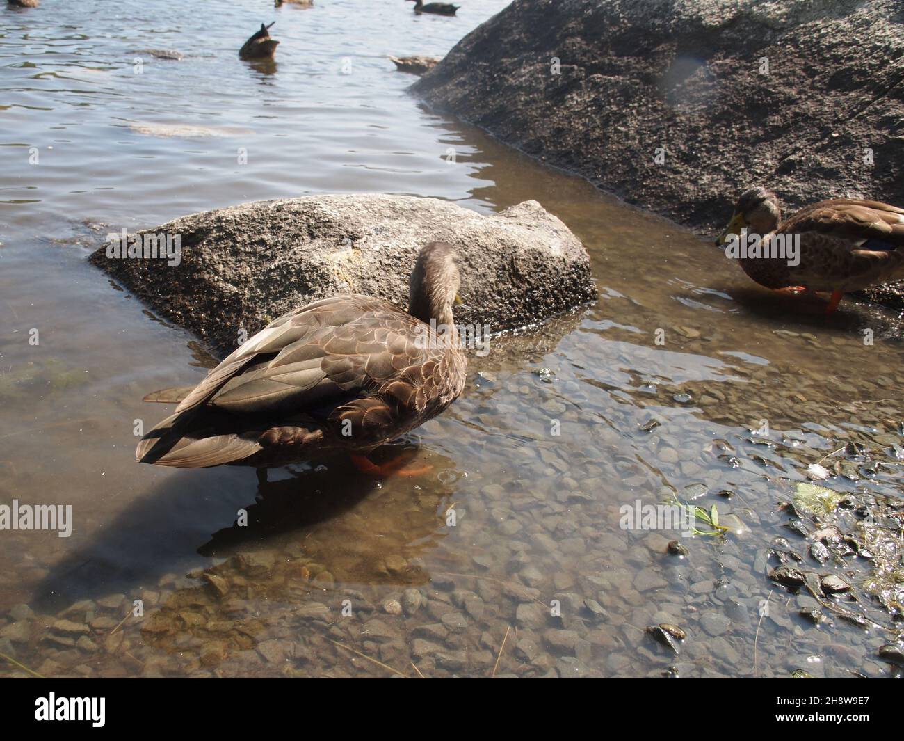 Mallard ducks in the Frog Pond Park in Halifax, Nova Scotia, Canada ...