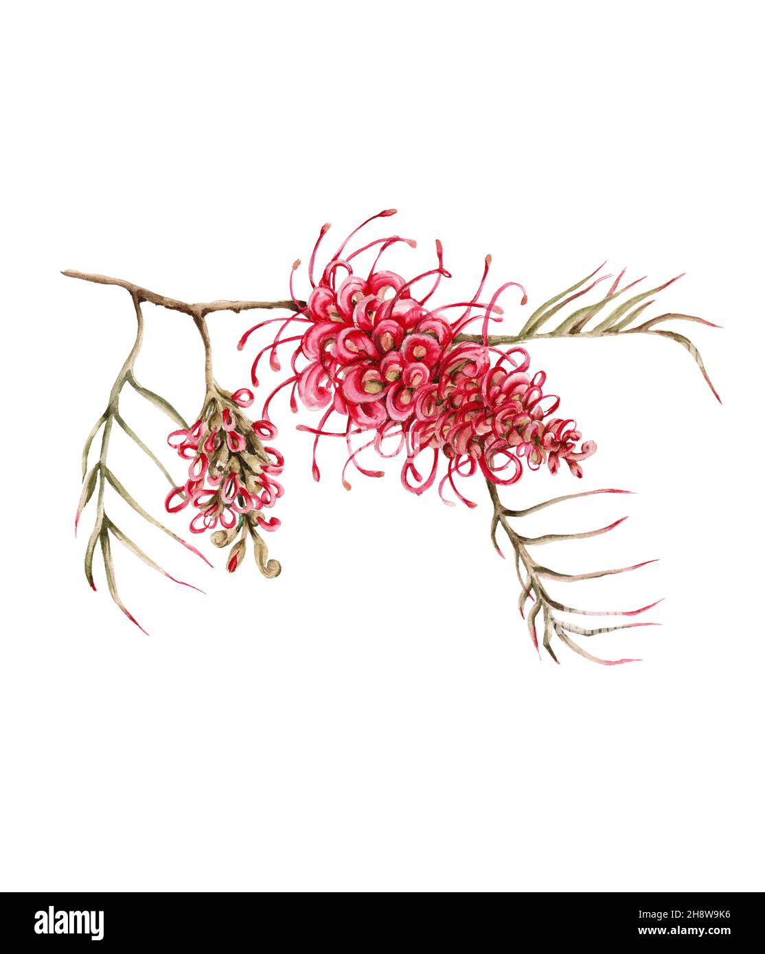 Vintage floral background australian Cut Out Stock Images & Pictures ...