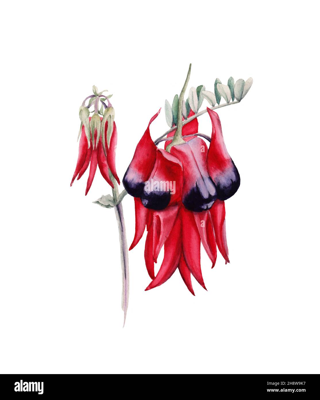 Australian flower. isolated on white background Stock Photo - Alamy