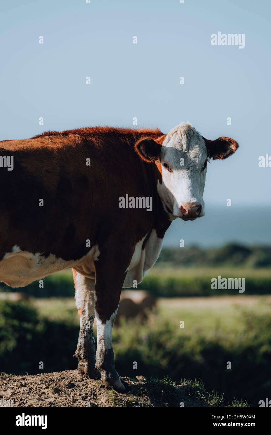 Vertical shot brown white cow hi-res stock photography and images - Alamy