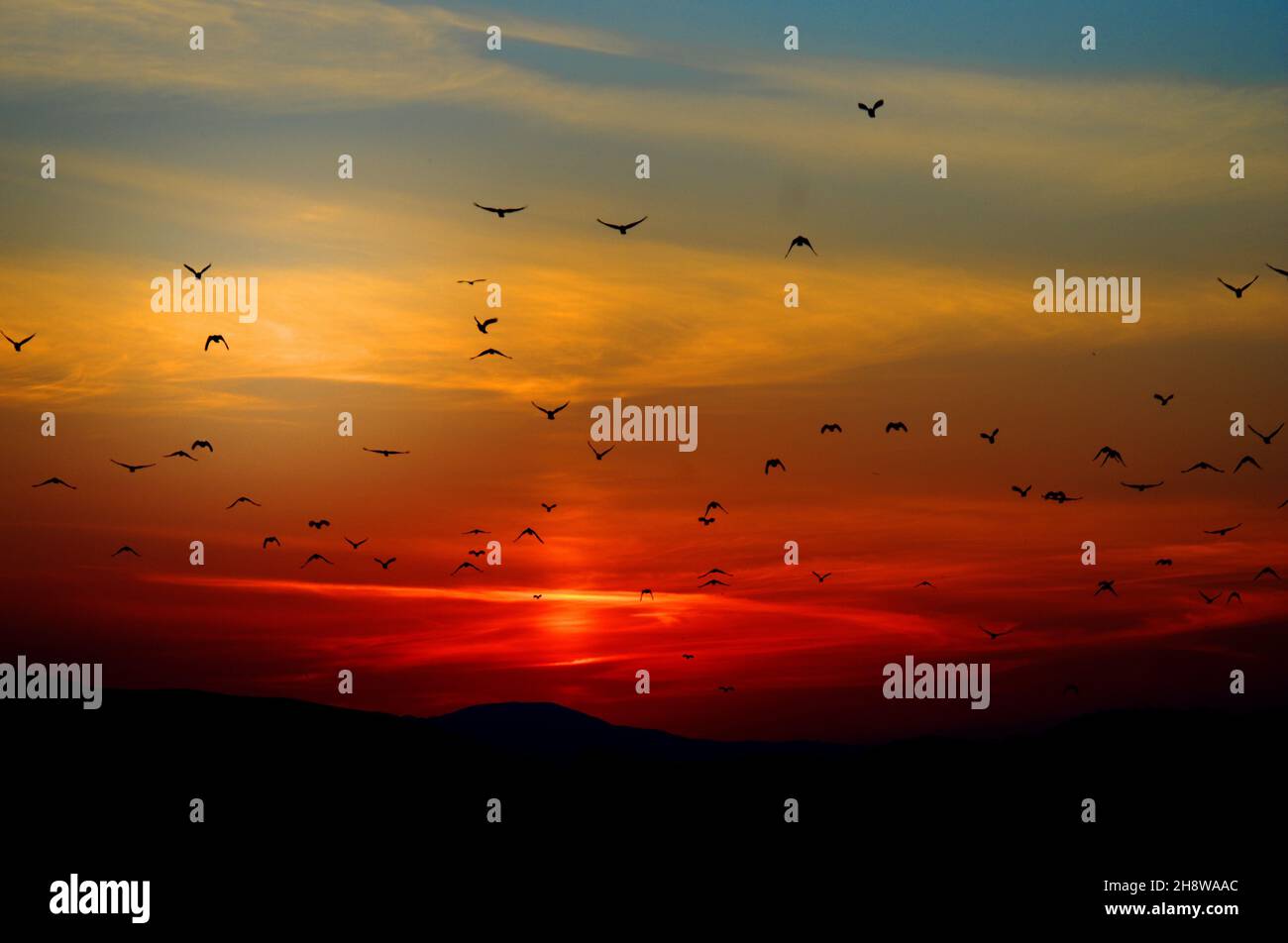 Beautiful bright red sunset with flying birds over a sea Stock Photo ...
