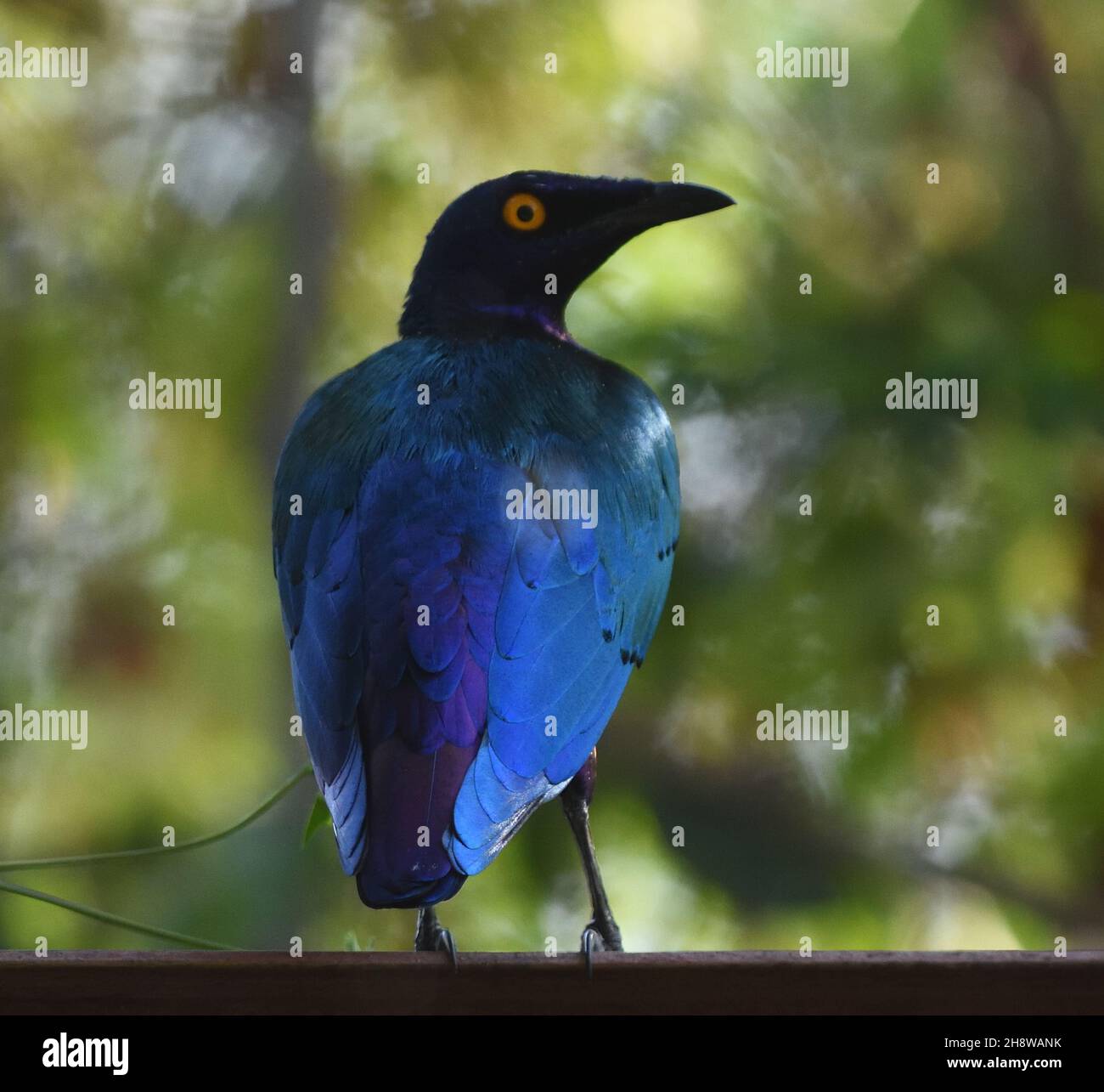 A purple starling or purple glossy starling (Lamprotornis purpureus ...