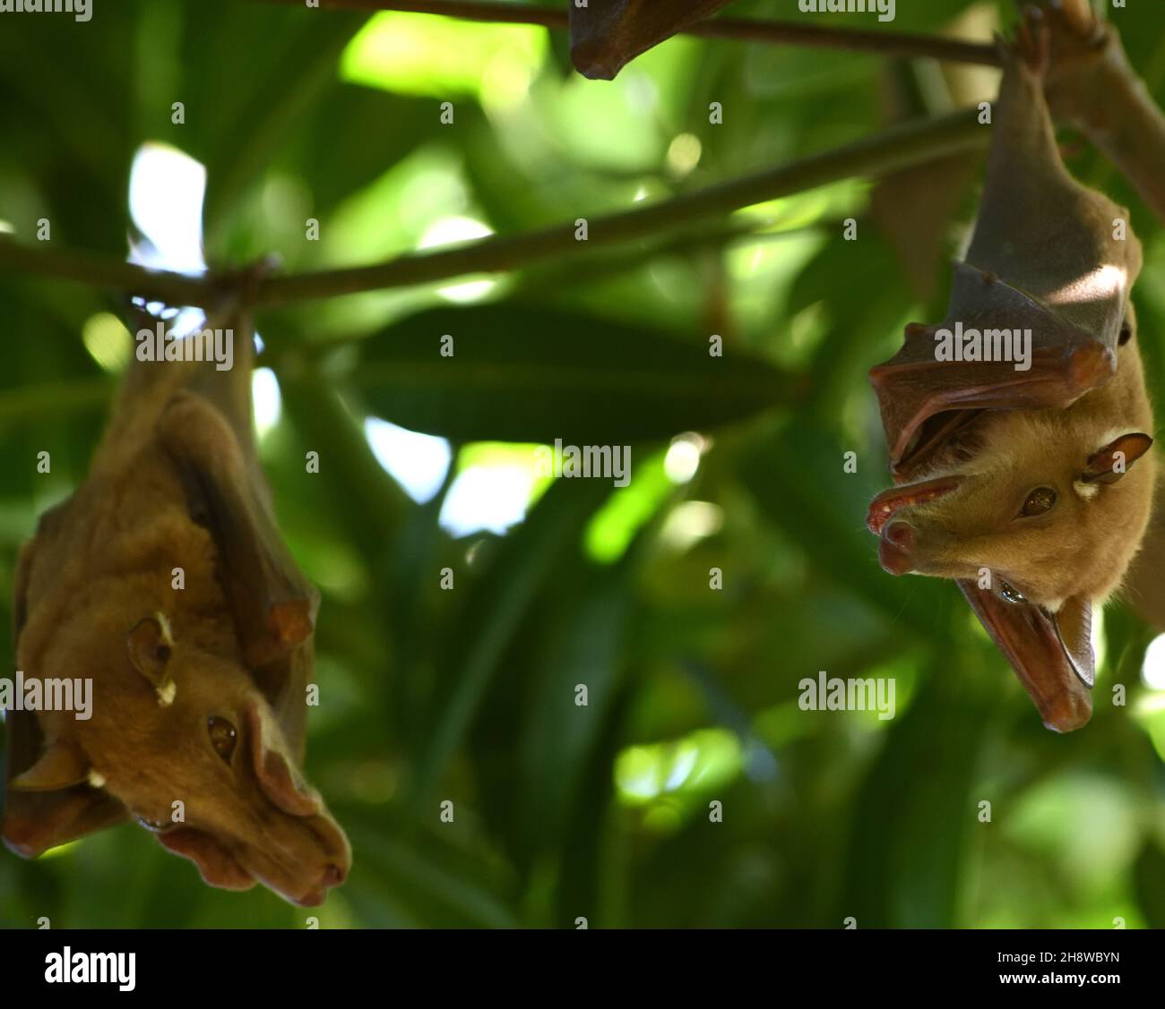A group of Gambian epauletted fruit bats (Epomophorus gambianus ...